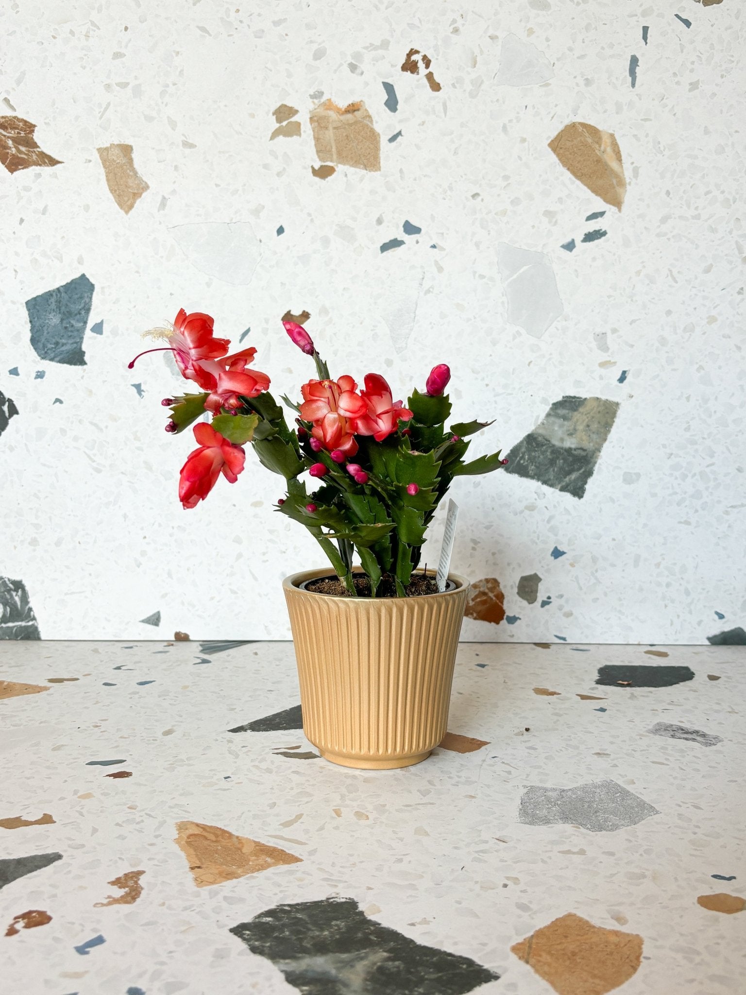 Cache-pot Delphi - Or – Alma Plantes