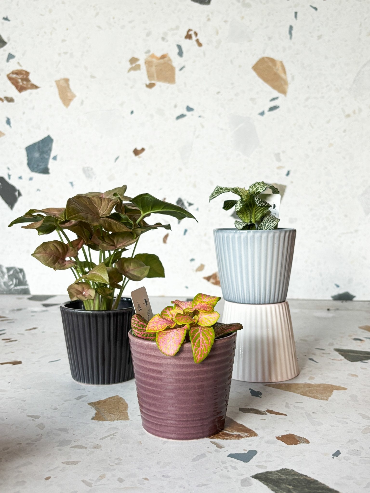 Mini cache-pot ligné-couleurs variés – Alma Plantes