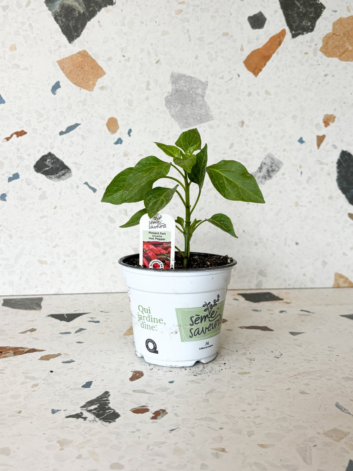 Piment fort sriracha – Alma Plantes