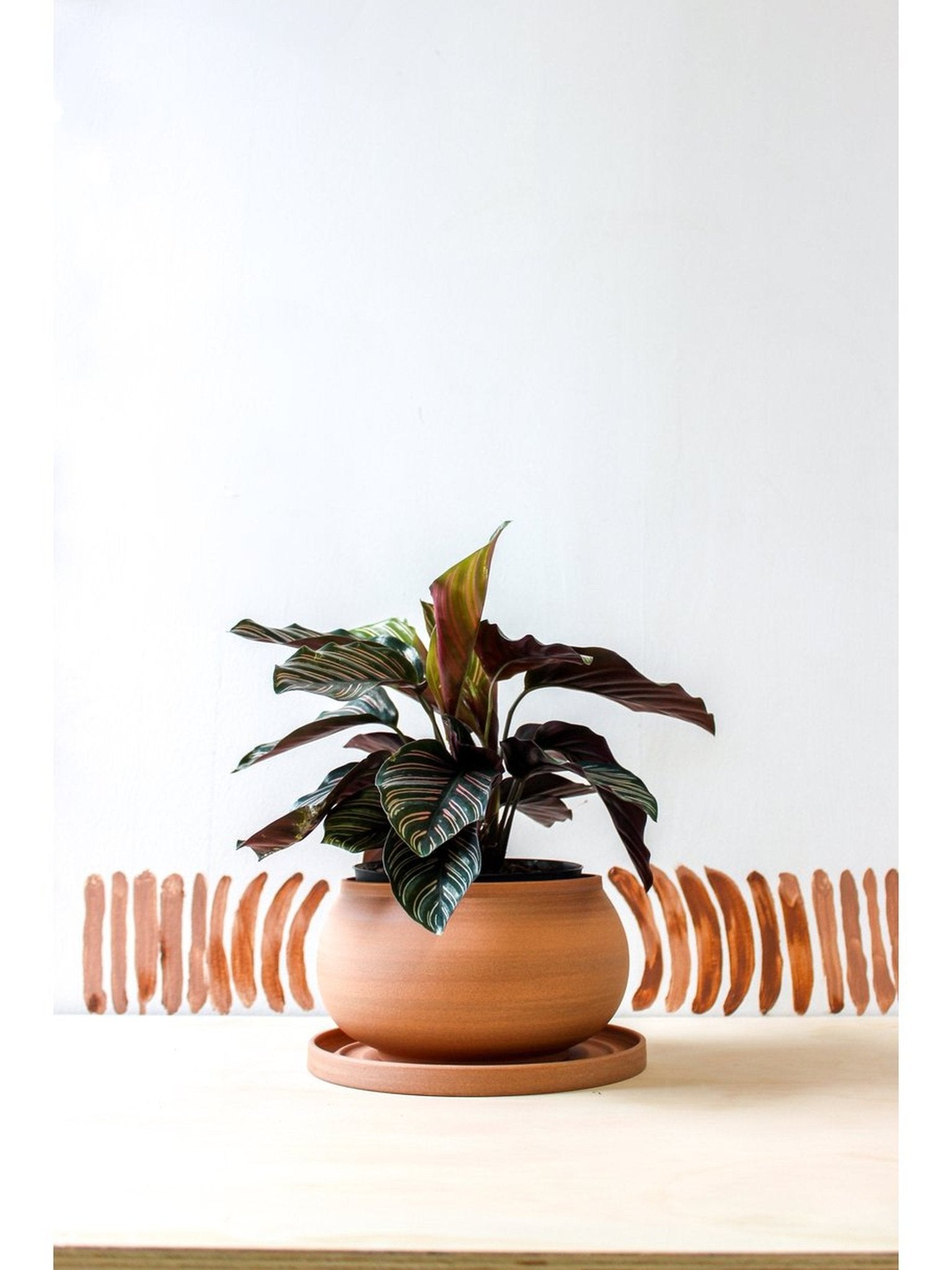 pot Catherine – Alma Plantes